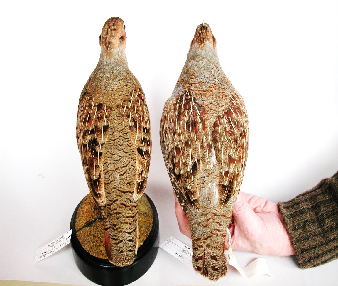 Differenze morfologiche tra starna classica e italica - www.lifeperdix.eu